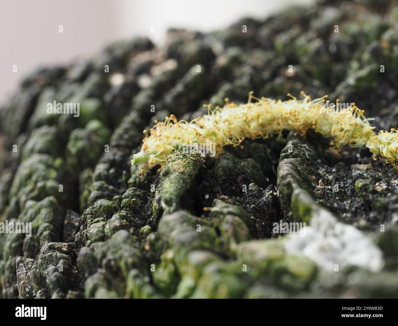 Bagworm Moths (Psychidae) Insecta Stock Photo - Alamy