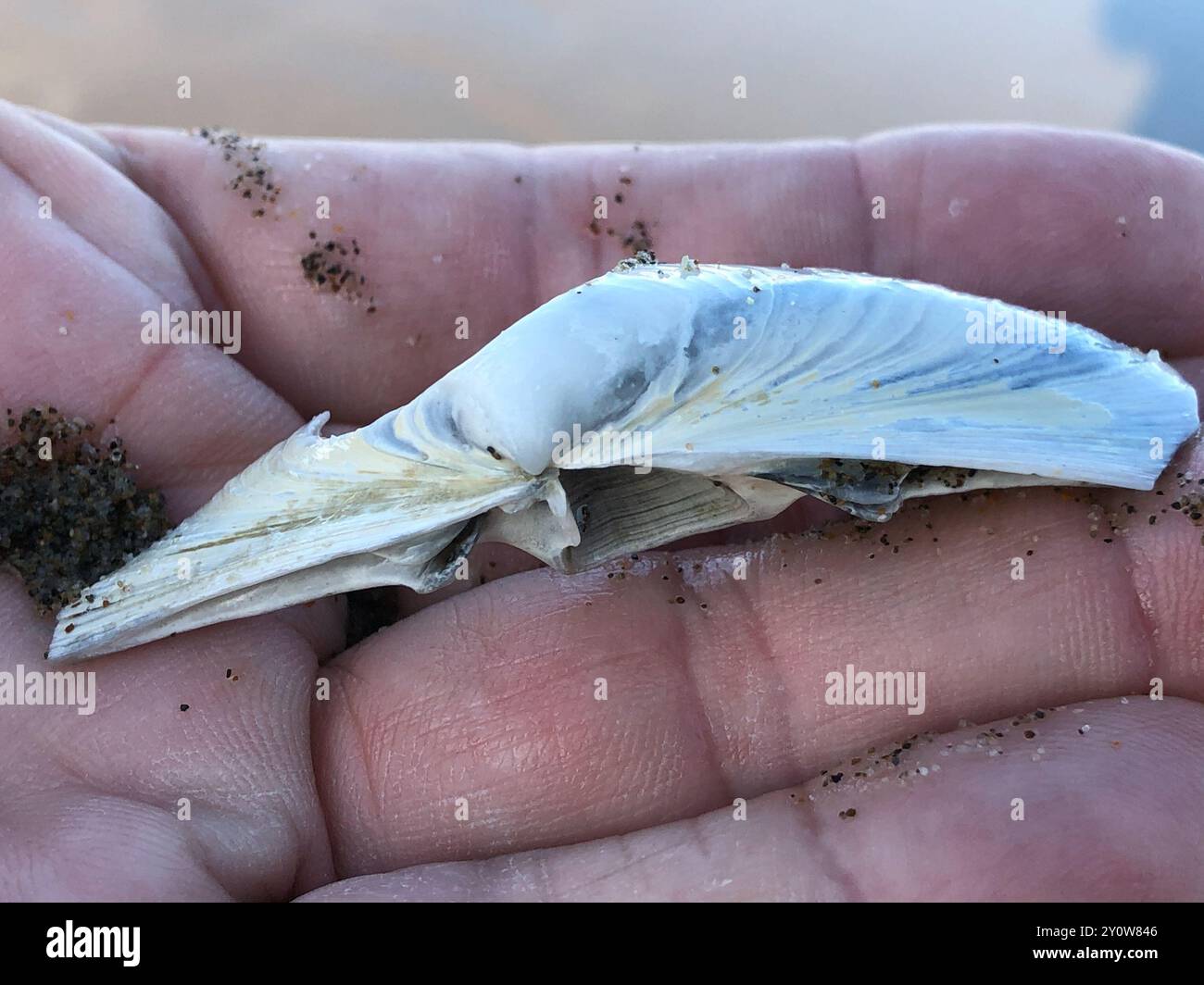Trough Shells (Mactridae) Mollusca Stock Photo - Alamy
