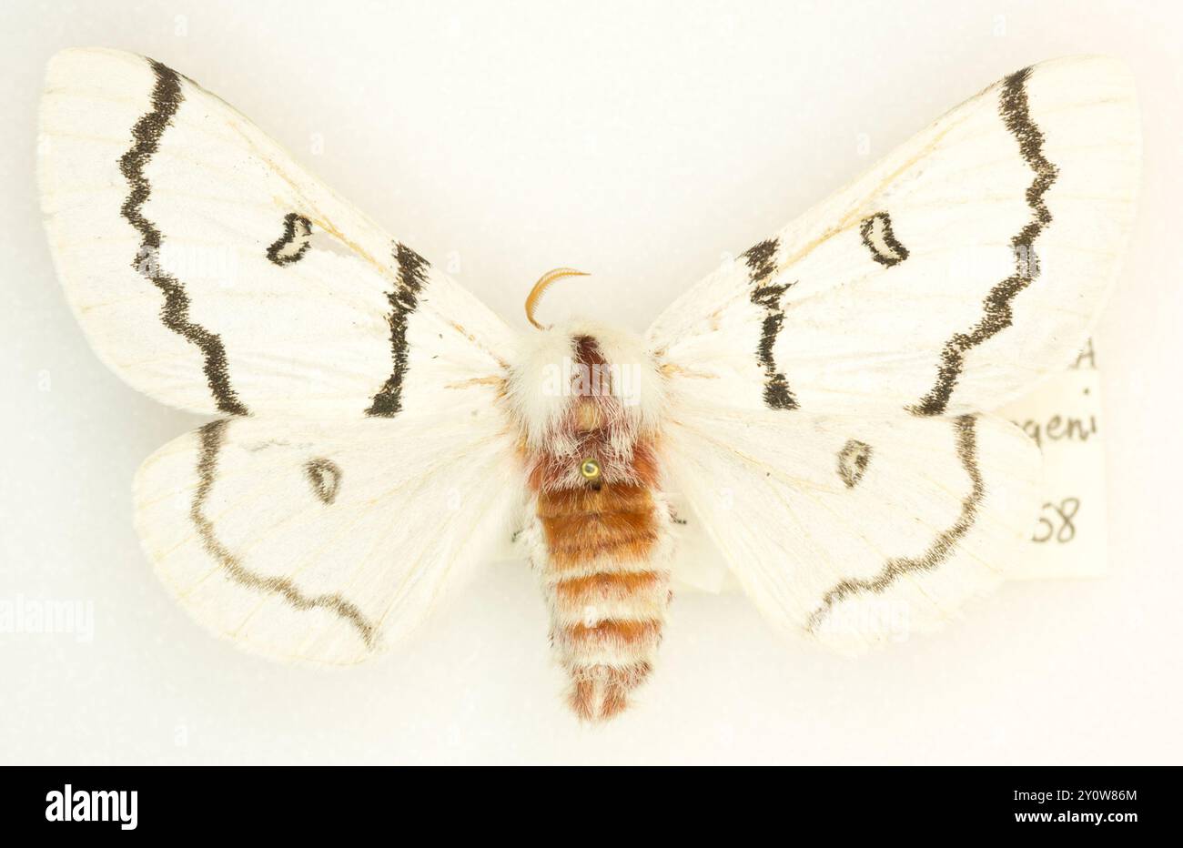 Neumoegen's Buckmoth (Hemileuca neumoegeni) Insecta Stock Photo - Alamy