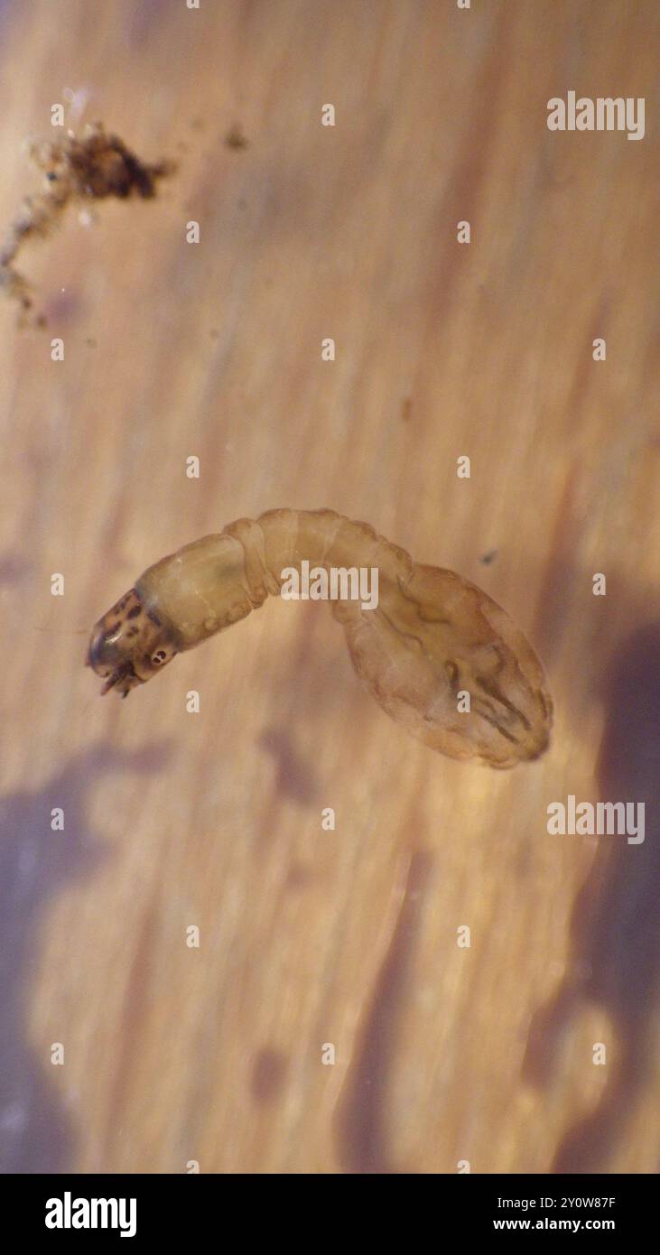 Black Flies (Simuliidae) Insecta Stock Photo - Alamy