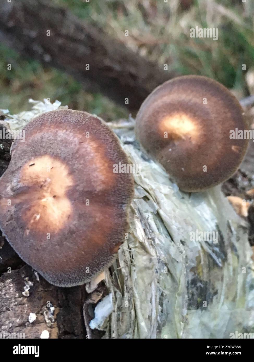 Winter polypore (Lentinus brumalis) Fungi Stock Photo - Alamy