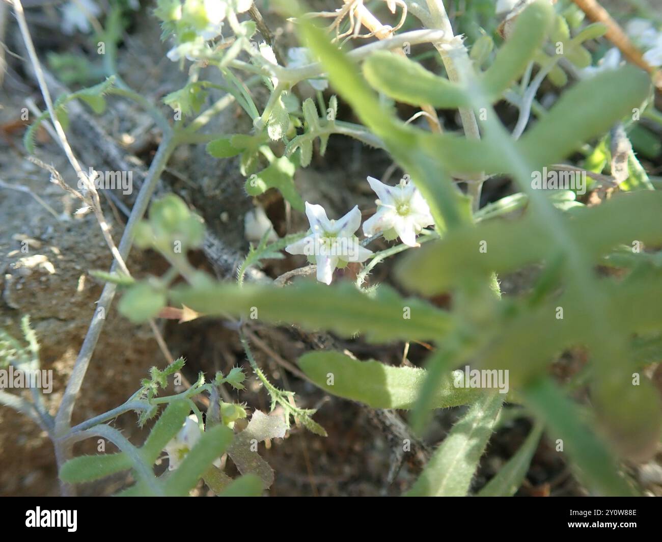 white fiesta flower (Pholistoma membranaceum) Plantae Stock Photo - Alamy