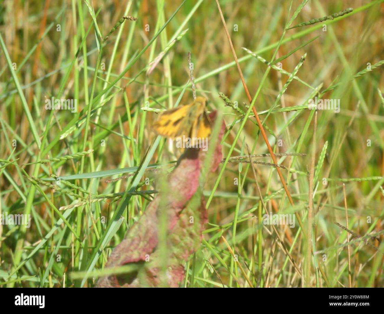 Fiery Skipper (Hylephila phyleus) Insecta Stock Photo - Alamy
