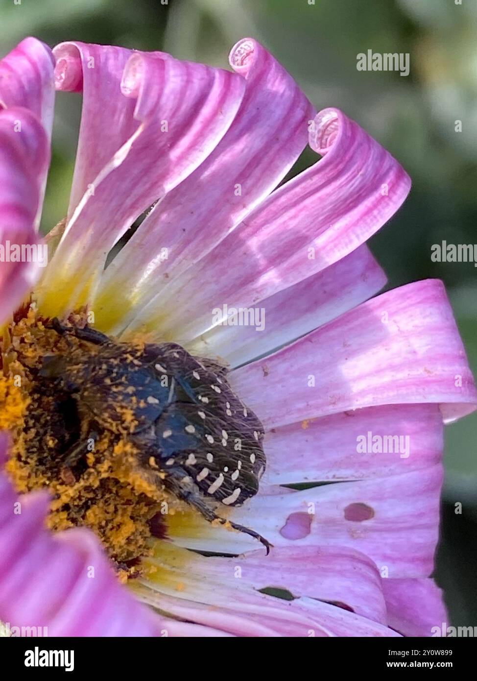 Mediterranean Spotted Chafer (Oxythyrea funesta) Insecta Stock Photo ...