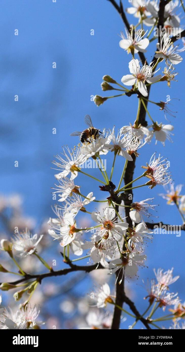 Mexican Plum (Prunus mexicana) Plantae Stock Photo - Alamy