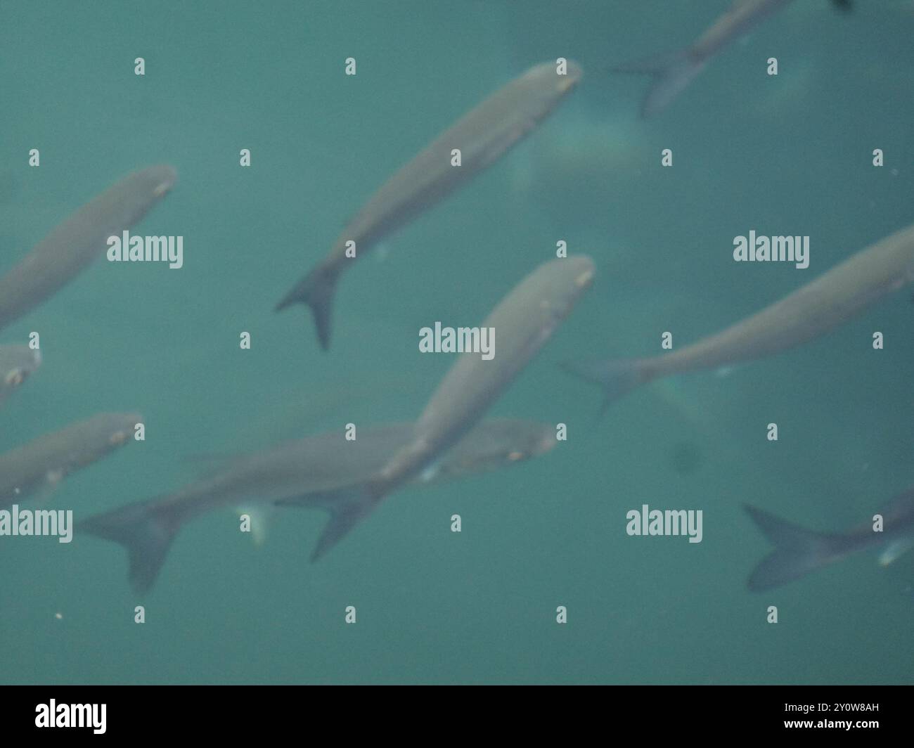 Pompano (Trachinotus ovatus) Actinopterygii Stock Photo - Alamy