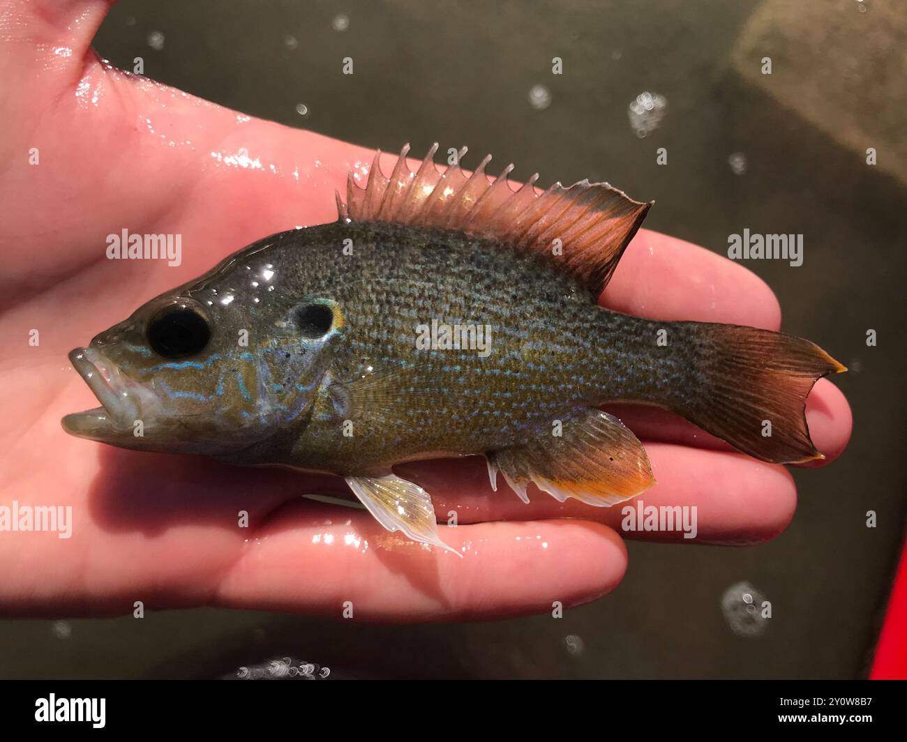 Green Sunfish (Lepomis cyanellus) Actinopterygii Stock Photo - Alamy