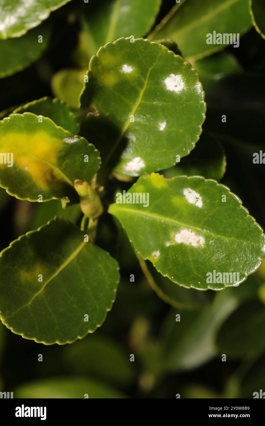 Spindletree powdery mildew (Erysiphe euonymicola) Fungi Stock Photo - Alamy