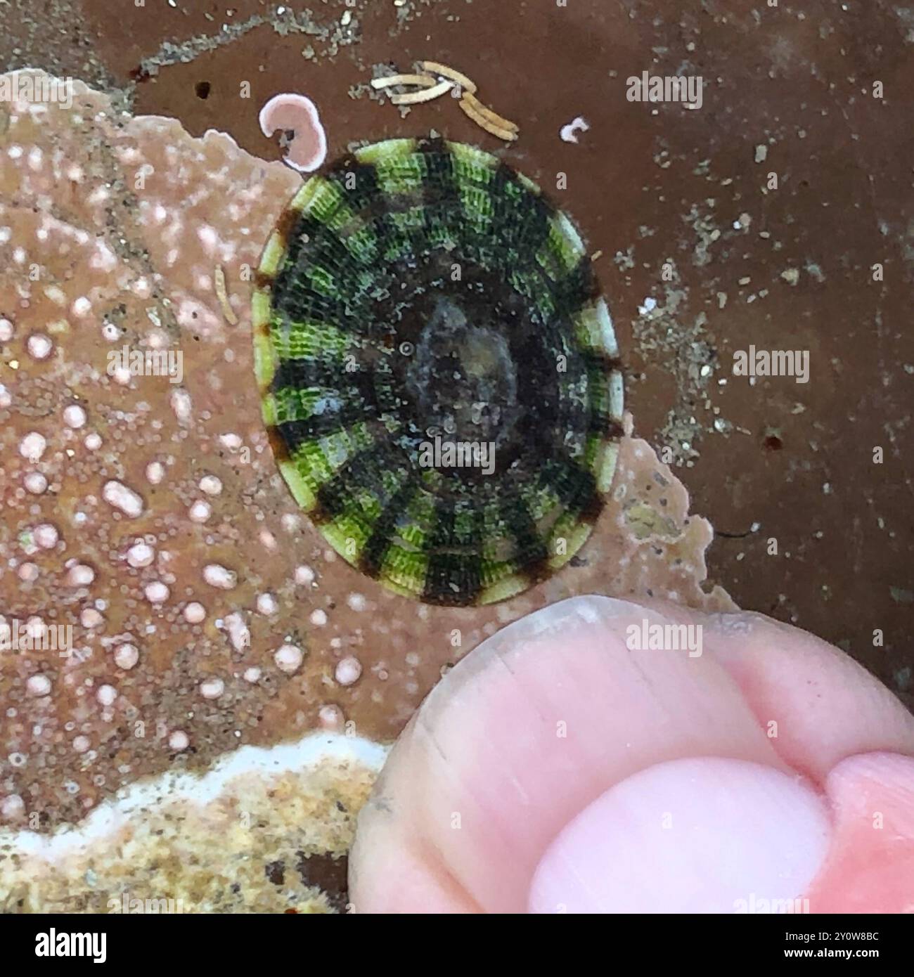Shield Limpet (Lottia pelta) Mollusca Stock Photo - Alamy