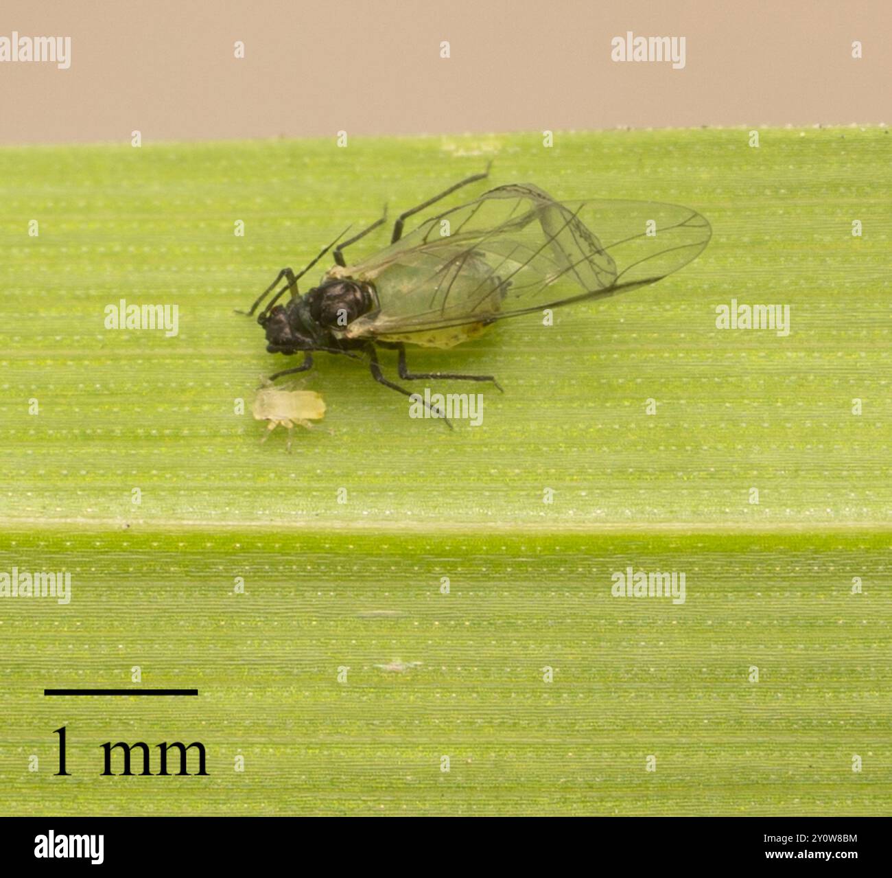 Corn Leaf Aphid (Rhopalosiphum maidis) Insecta Stock Photo - Alamy