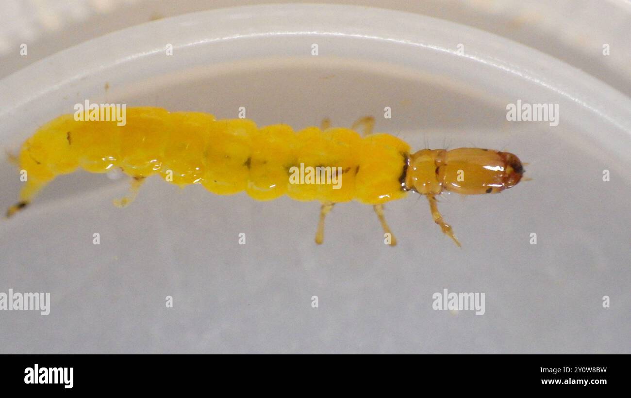 Little Black Caddisflies (Chimarra) Insecta Stock Photo - Alamy