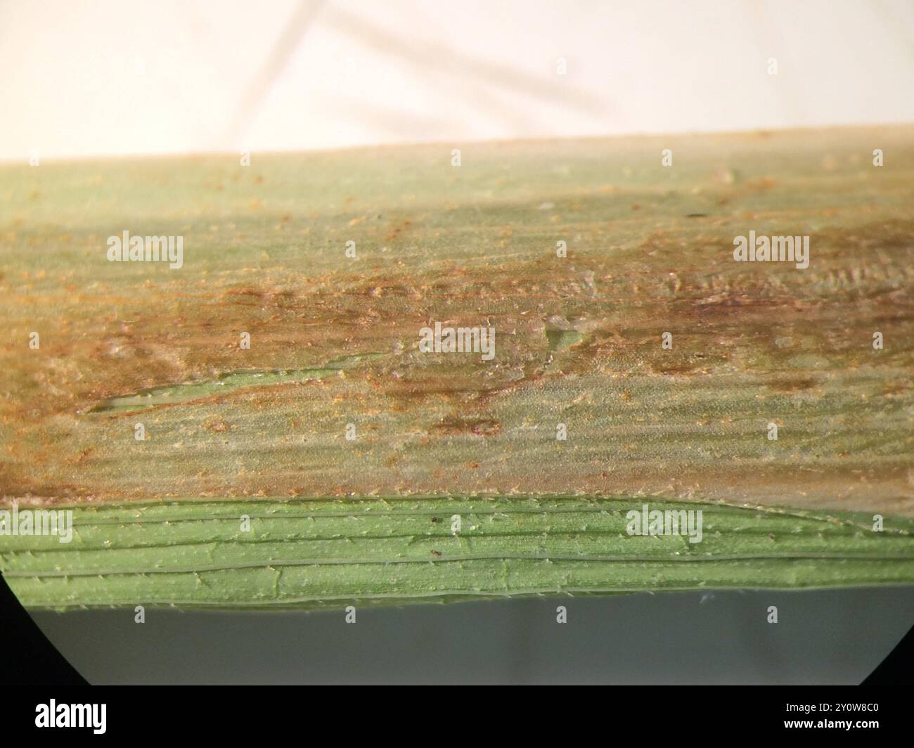 nodding sedge (Carex gynandra) Plantae Stock Photo - Alamy