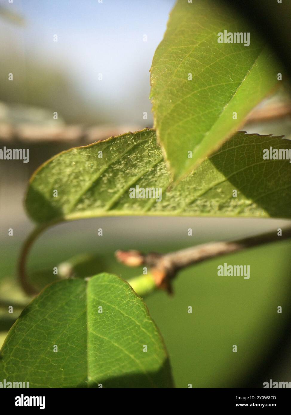 Running Serviceberry (Amelanchier stolonifera) Plantae Stock Photo - Alamy