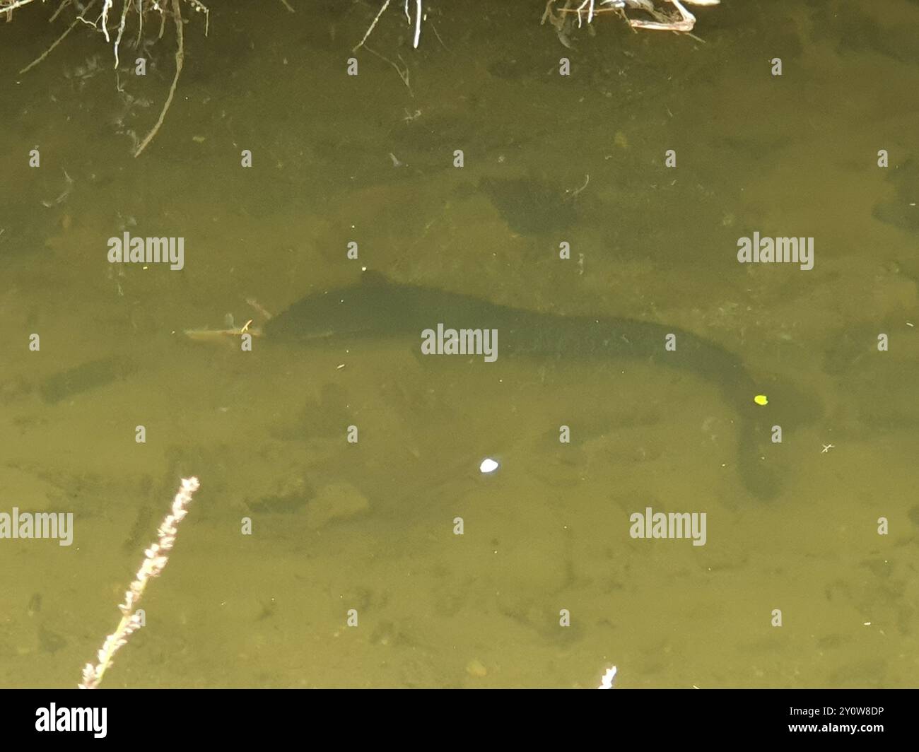 New Zealand Longfin Eel (Anguilla dieffenbachii) Actinopterygii Stock ...