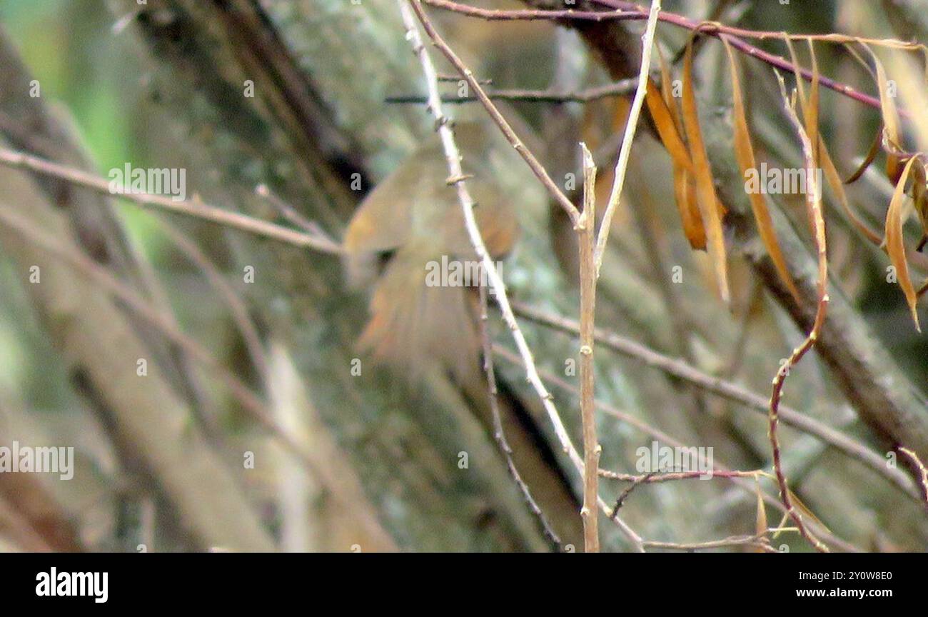Pale-breasted Spinetail (Synallaxis albescens) Aves Stock Photo - Alamy