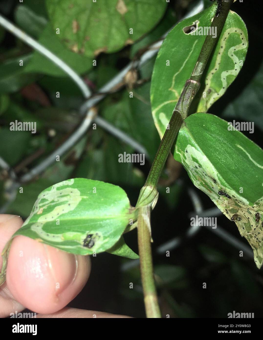 Acrobat Ants and Cocktail Ants (Crematogaster) Insecta Stock Photo - Alamy