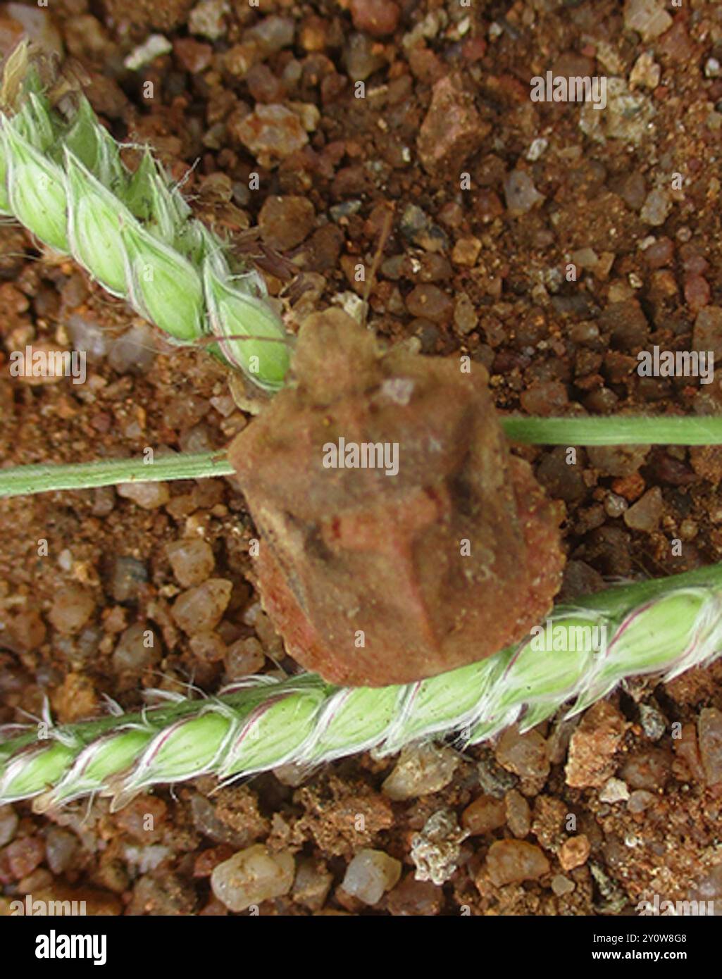 Sculptured Shieldbug (Xerobia sculpturata) Insecta Stock Photo - Alamy