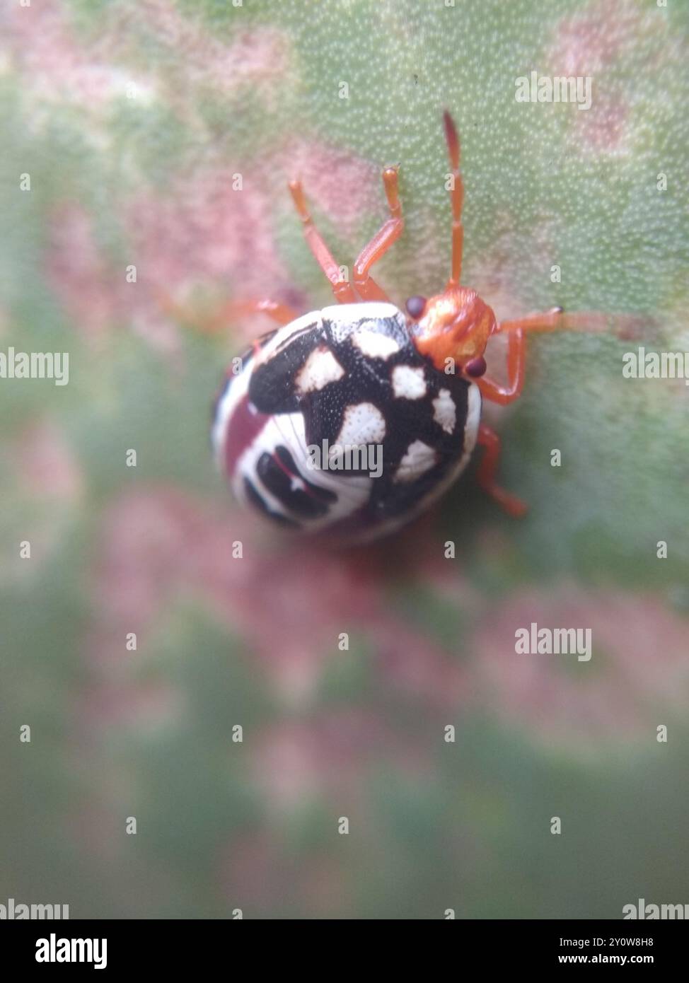 Figure-8 Aloe Bug (Flaminia natalensis) Insecta Stock Photo - Alamy