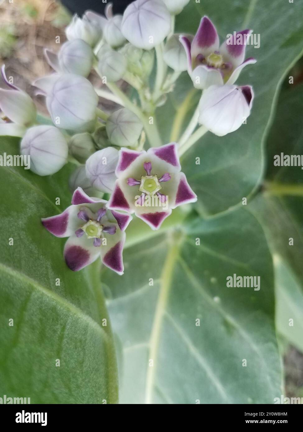 giant milkweed (Calotropis procera) Plantae Stock Photo - Alamy