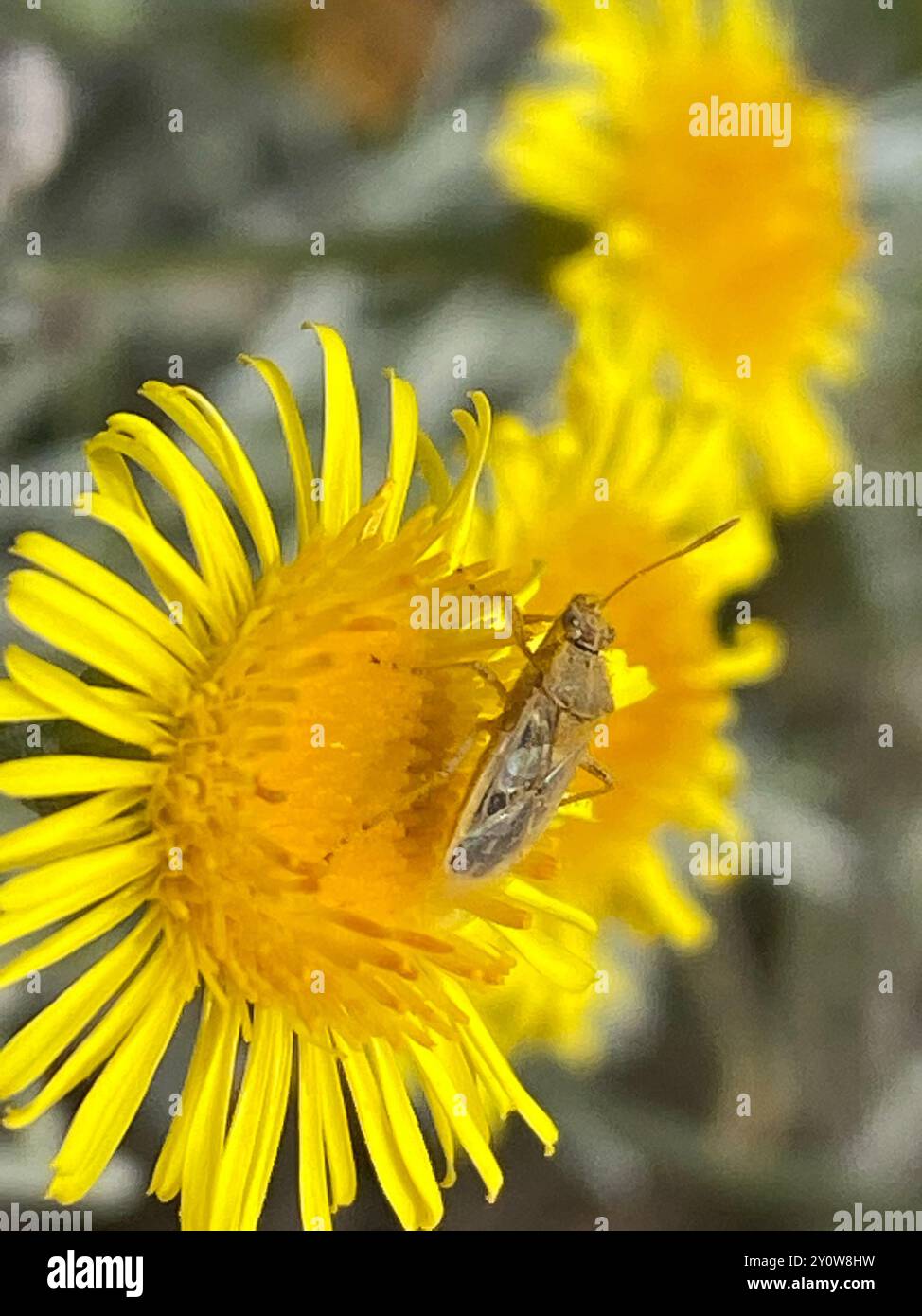 Hyaline Grass Bug (Liorhyssus hyalinus) Insecta Stock Photo - Alamy