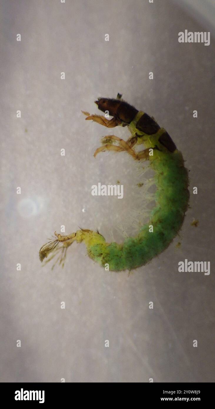 Little Sister Sedges (Cheumatopsyche) Insecta Stock Photo - Alamy