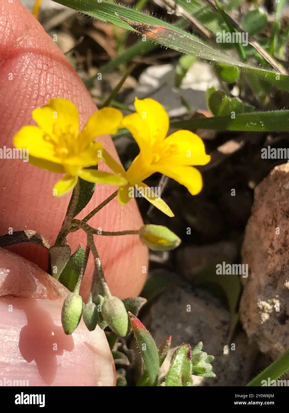 bladderpods (Physaria) Plantae Stock Photo - Alamy
