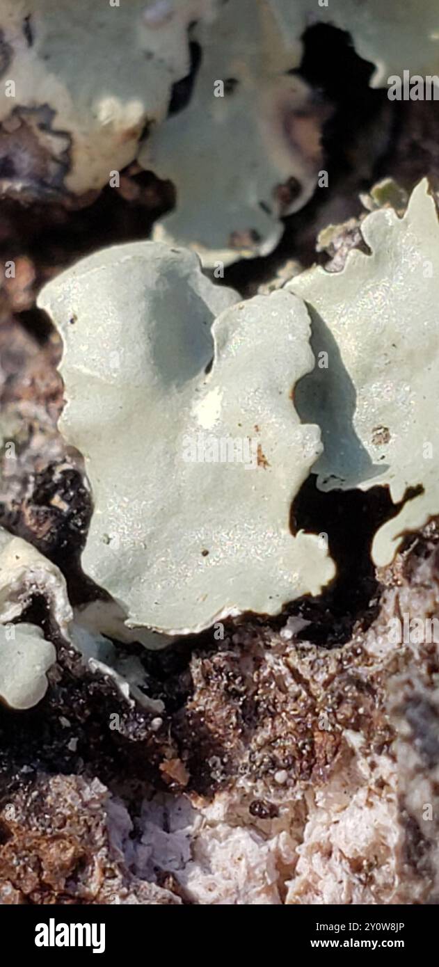 Ruffle Lichens (Parmotrema) Fungi Stock Photo - Alamy