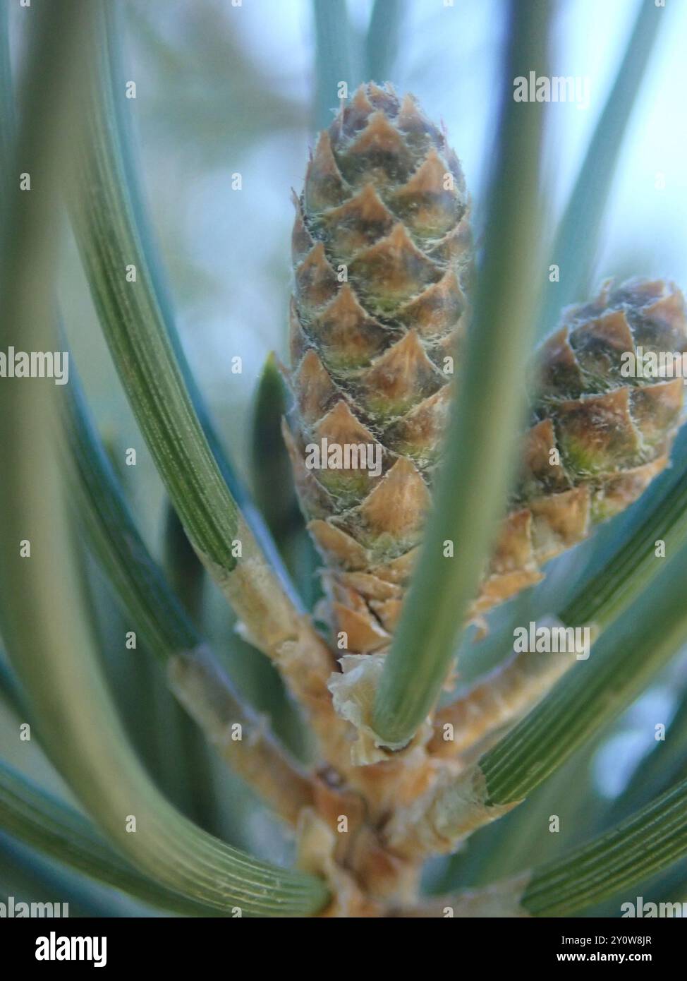 singleleaf pinyon (Pinus monophylla) Plantae Stock Photo - Alamy