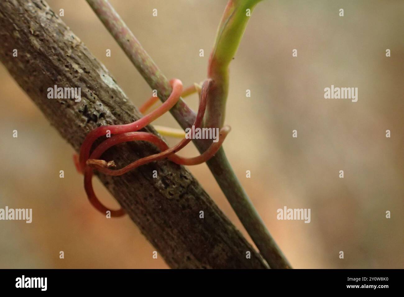 sawbrier (Smilax glauca) Plantae Stock Photo - Alamy