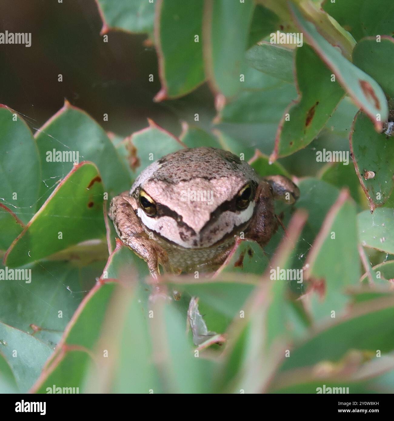 Brown Tree Frog (Litoria ewingii) Amphibia Stock Photo - Alamy