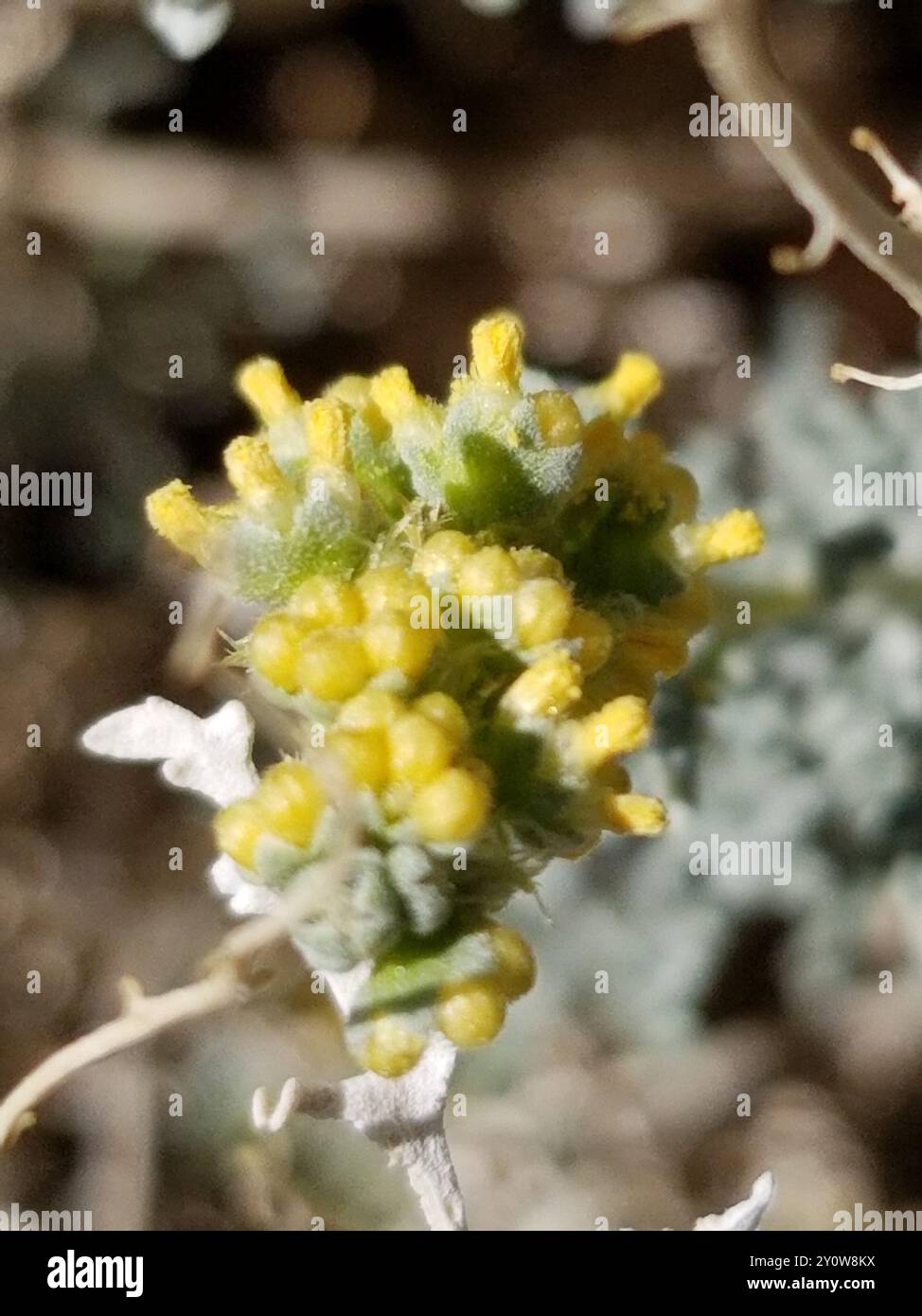 Burrobush (Ambrosia dumosa) Plantae Stock Photo - Alamy
