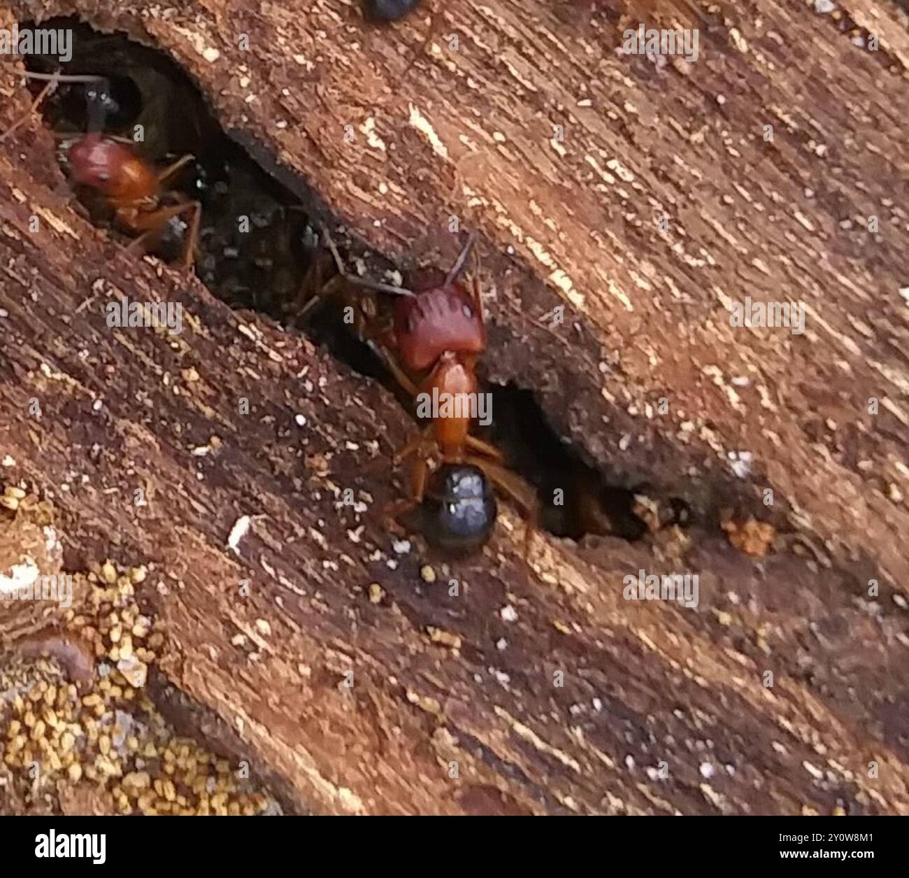 Florida Carpenter Ant (Camponotus floridanus) Insecta Stock Photo - Alamy