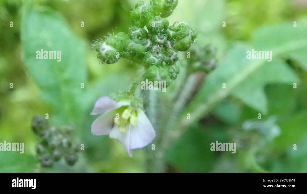 Sand Rock-cress (Arabidopsis arenosa) Plantae Stock Photo - Alamy