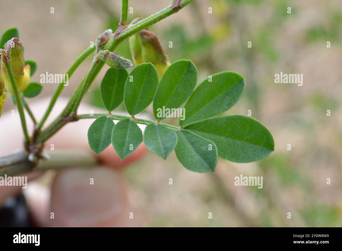 Scorpion Senna (Hippocrepis emerus) Plantae Stock Photo - Alamy