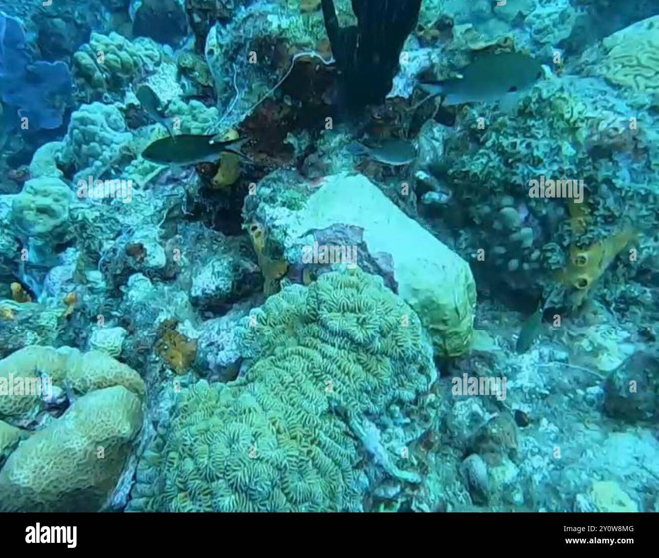 Brown Chromis (Azurina multilineata) Actinopterygii Stock Photo - Alamy