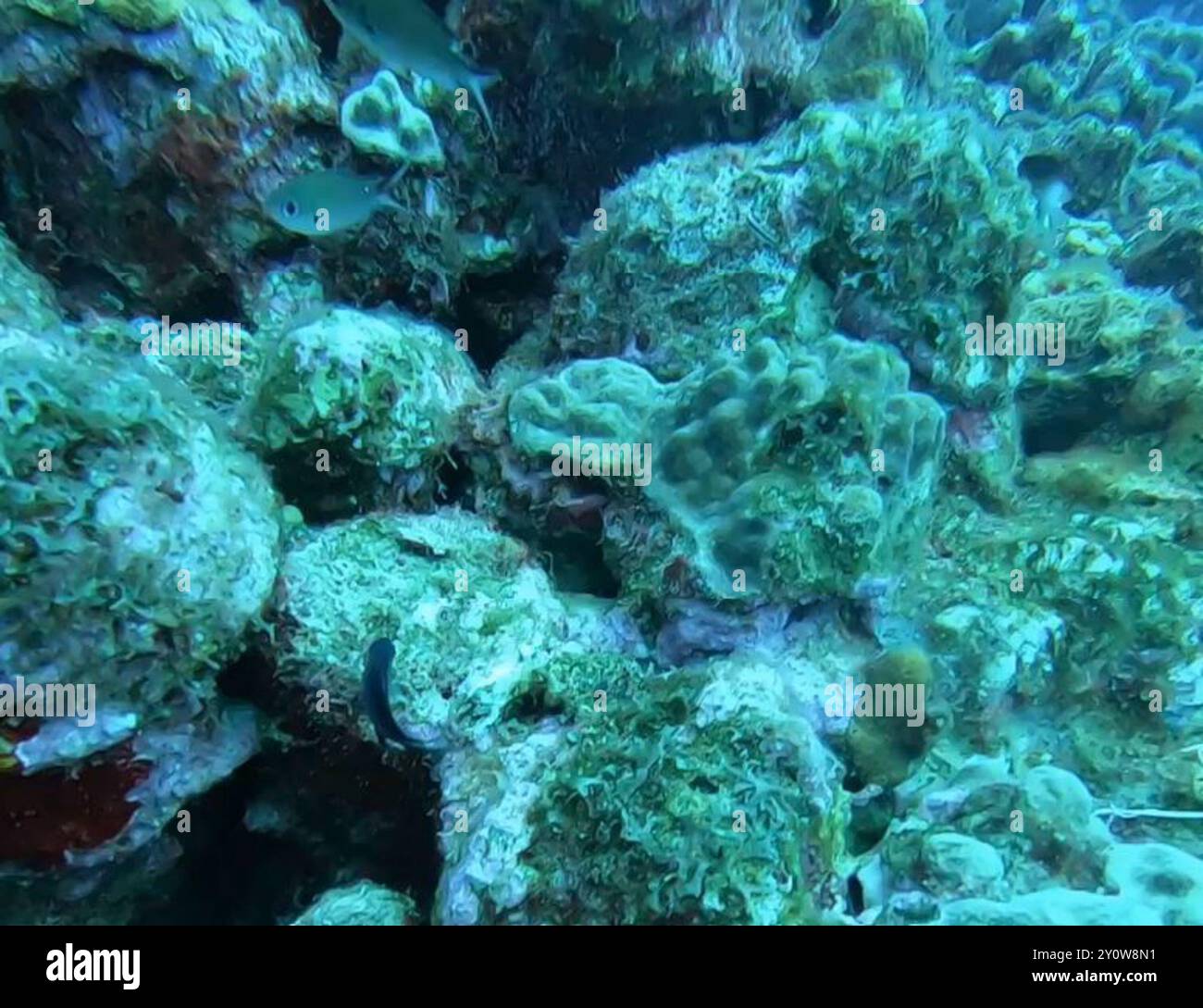 Brown Chromis (Azurina multilineata) Actinopterygii Stock Photo - Alamy