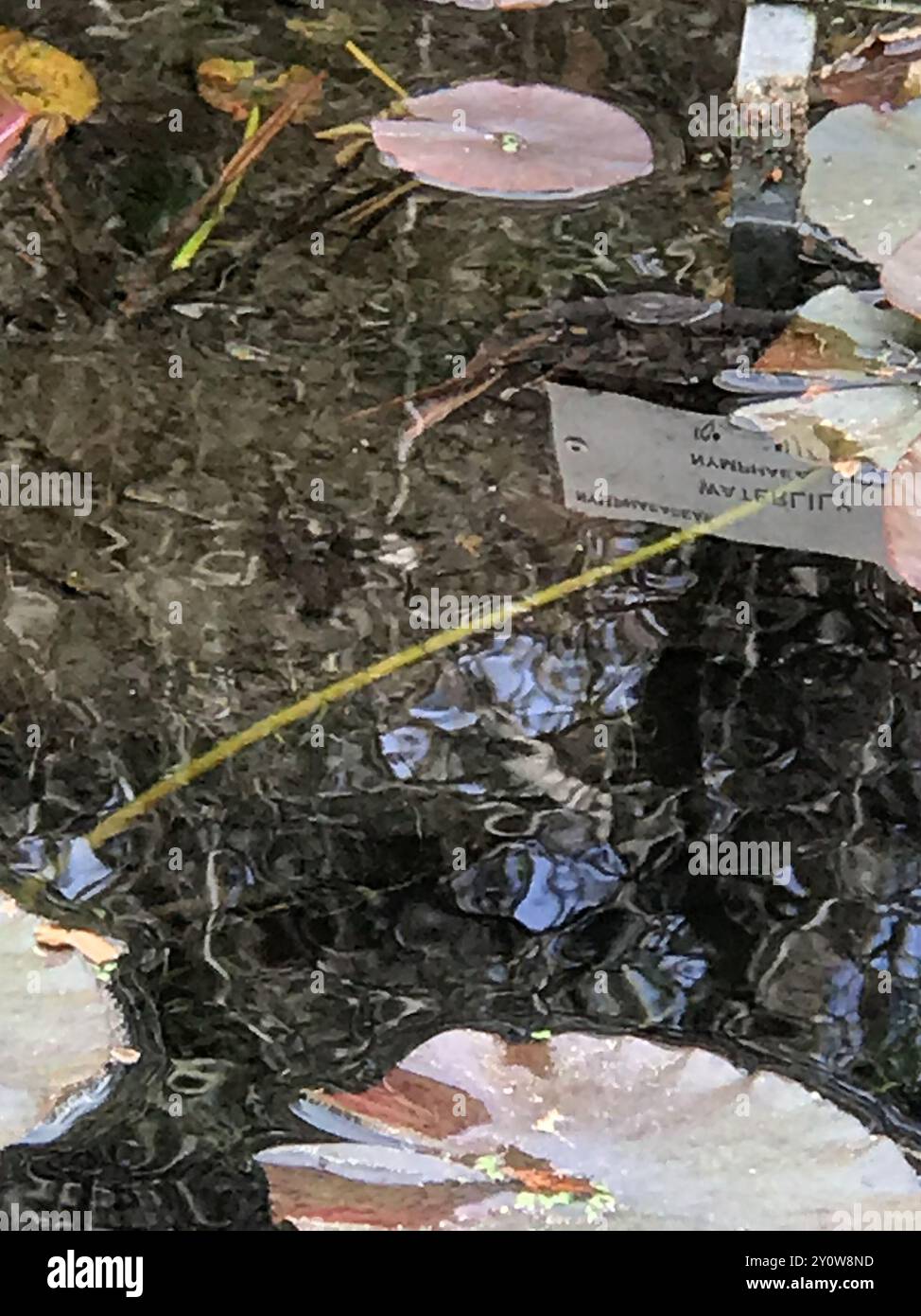California Newt (Taricha torosa) Amphibia Stock Photo - Alamy