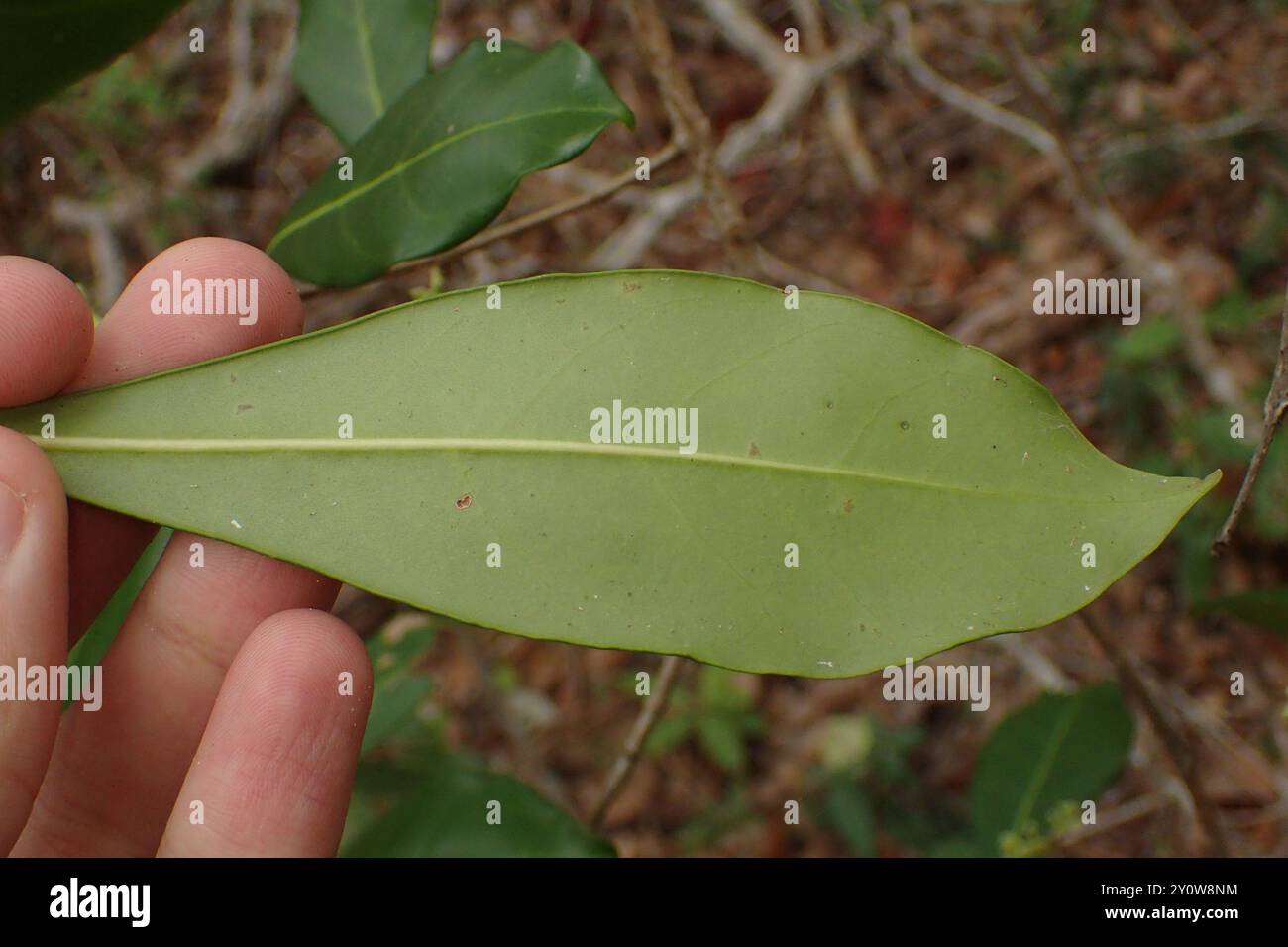 American olive (Cartrema americana) Plantae Stock Photo - Alamy