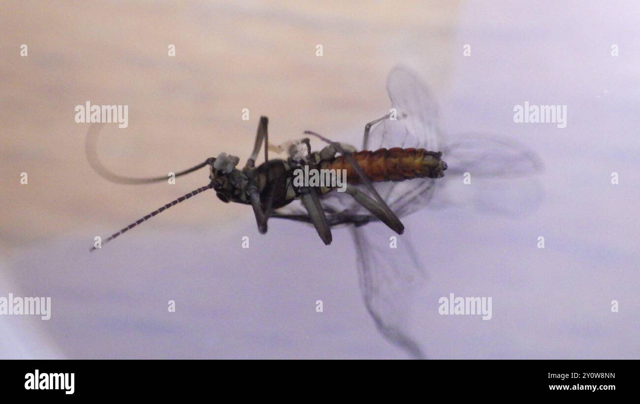 Stoneflies (Plecoptera) Insecta Stock Photo - Alamy