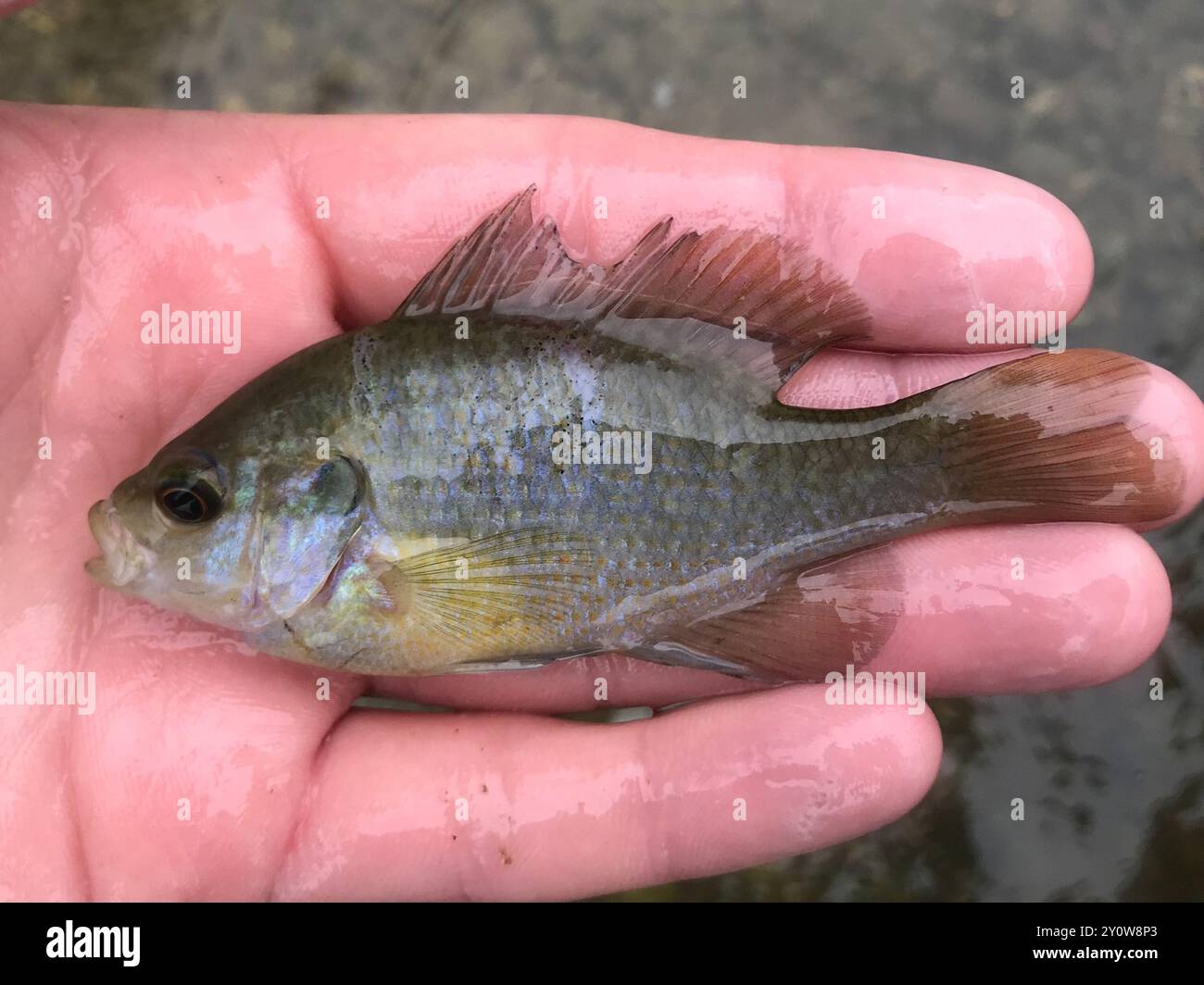 Redspotted Sunfish (Lepomis miniatus) Actinopterygii Stock Photo - Alamy