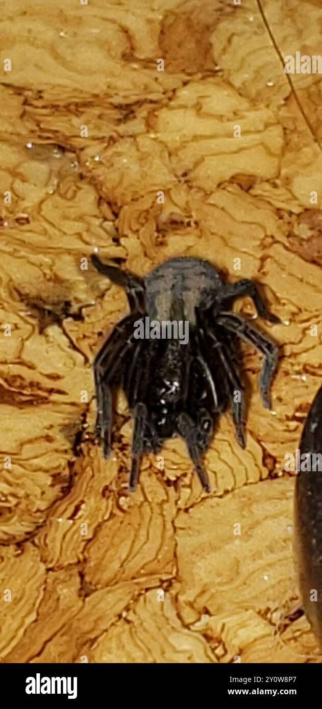 Typical Spiders (Araneomorphae) Arachnida Stock Photo - Alamy