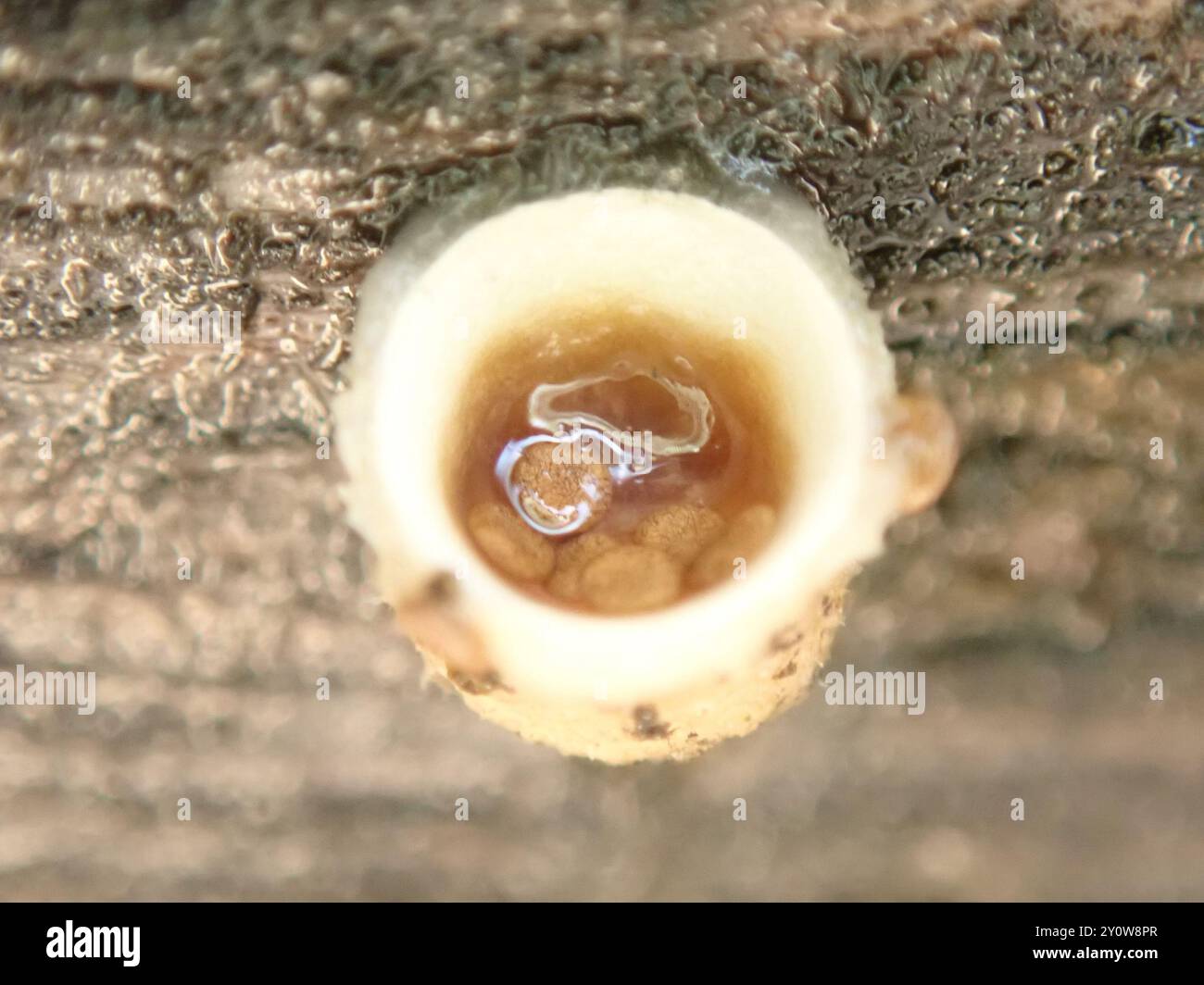 woolly bird's nest fungus (Nidula niveotomentosa) Fungi Stock Photo - Alamy