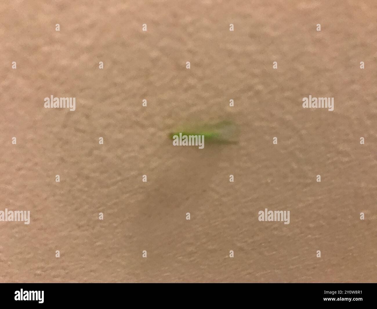 (Chrysoperla externa) Insecta Stock Photo - Alamy