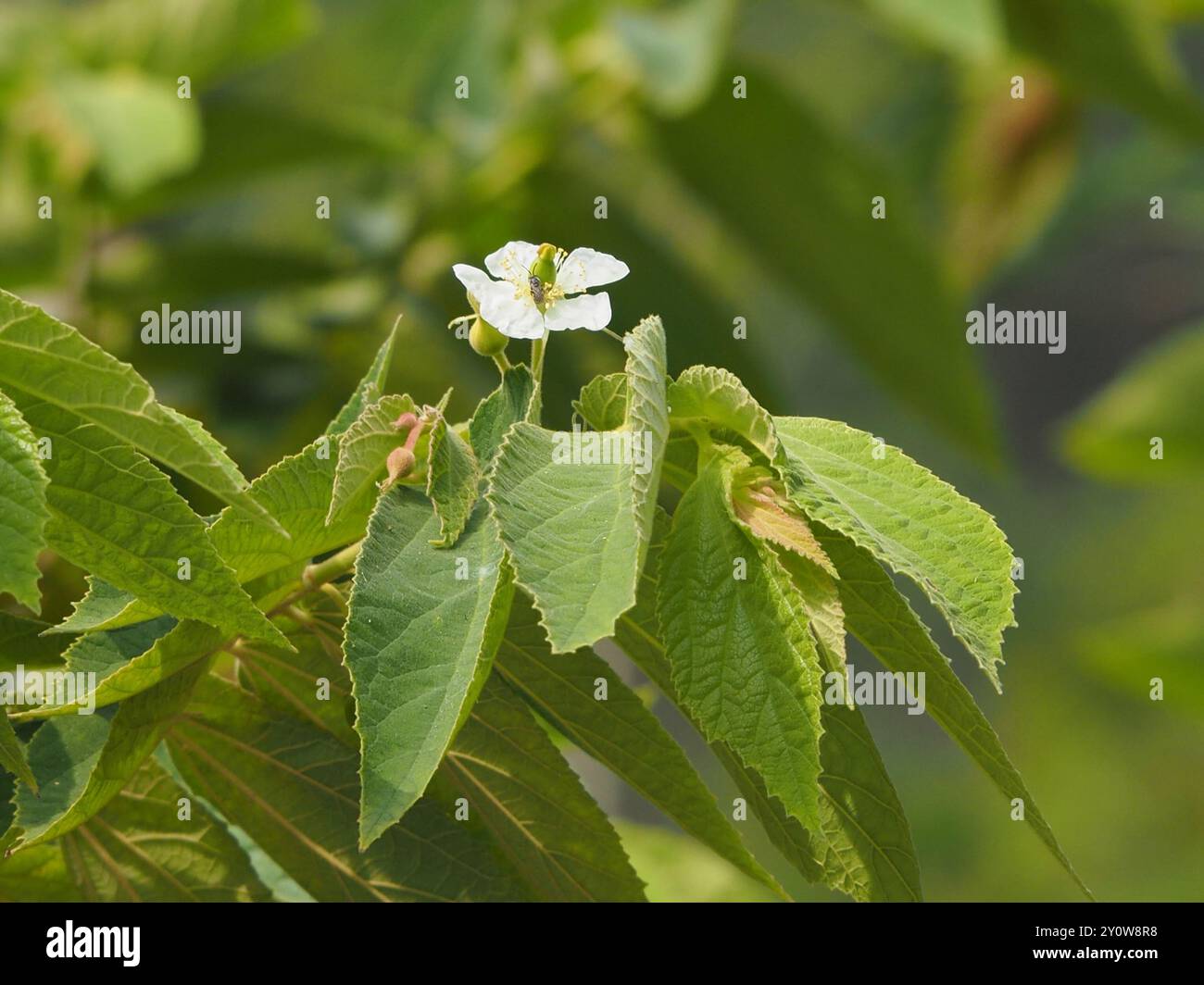 calabur tree (Muntingia calabura) Plantae Stock Photo - Alamy
