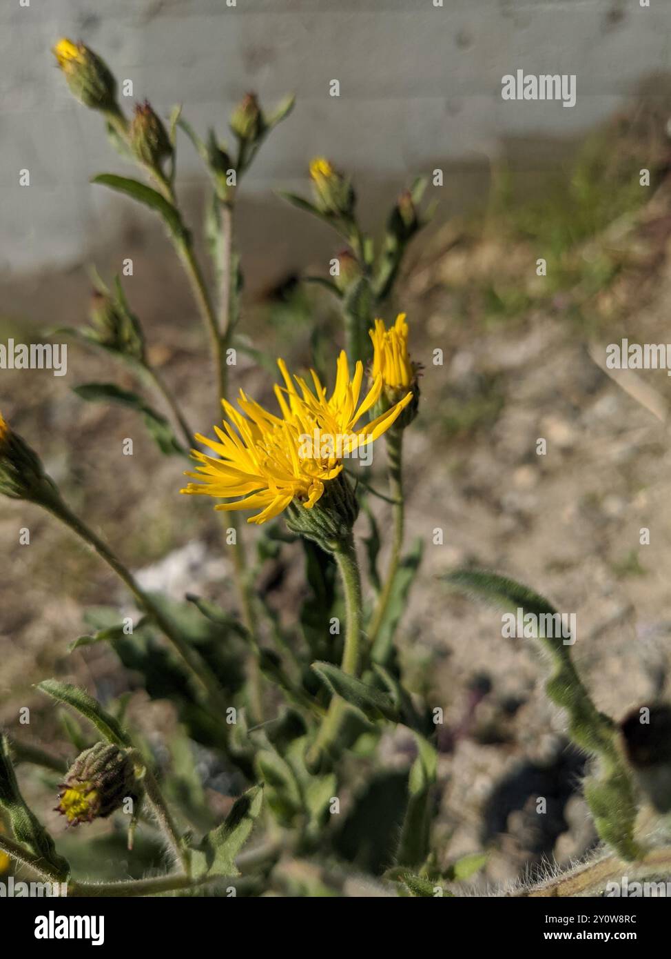 Telegraphweed (Heterotheca grandiflora) Plantae Stock Photo - Alamy