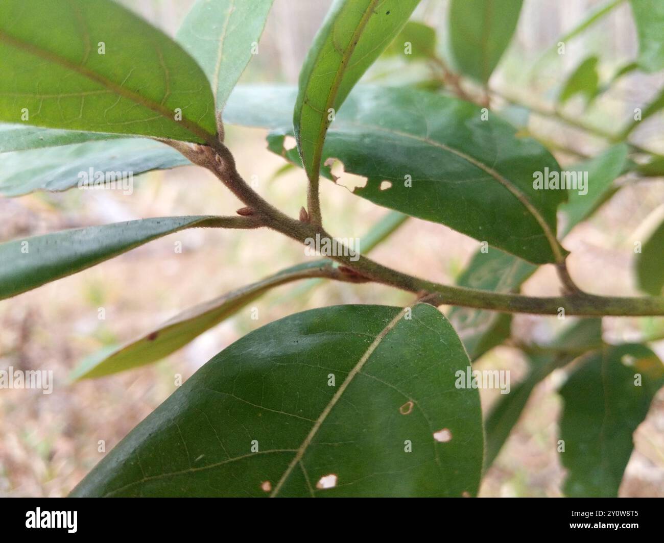Swamp Bay (Persea palustris) Plantae Stock Photo - Alamy