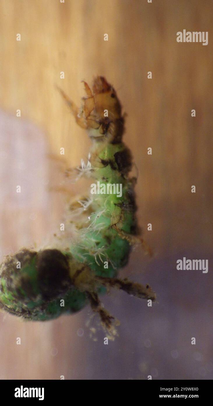 Little Sister Sedges (Cheumatopsyche) Insecta Stock Photo - Alamy