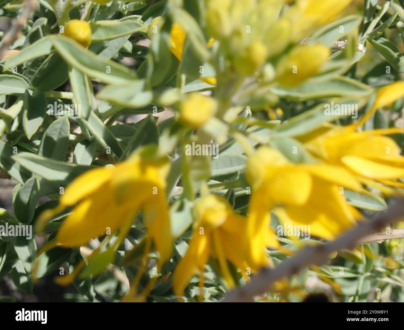 Bladderpod (Cleomella arborea) Plantae Stock Photo - Alamy