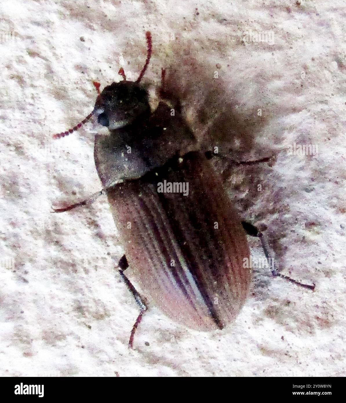 Dusty Surface Beetles (Gonocephalum) Insecta Stock Photo - Alamy