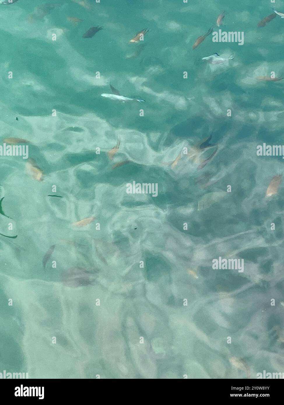 Pompano (Trachinotus ovatus) Actinopterygii Stock Photo - Alamy